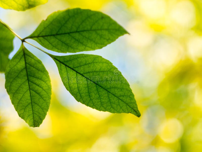 Groene Bladeren Op Een Vage Achtergrond. Stock Afbeelding - Image of ...