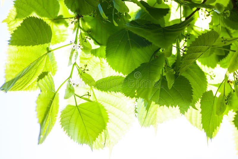 Groene Bladeren Van De Lindeboom in De Zonneschijn Stock Afbeelding ...