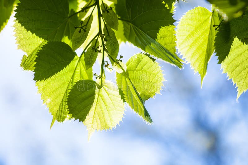 Groene Bladeren Van De Lindeboom in De Zonneschijn Stock Foto - Image ...