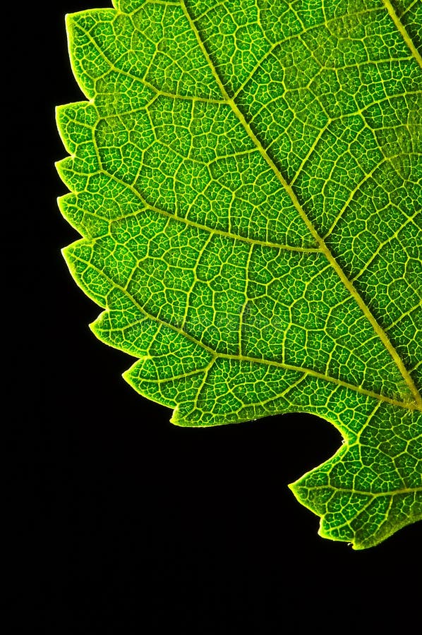 Groene bladrand stock afbeelding. Image of oppervlakte - 2936775