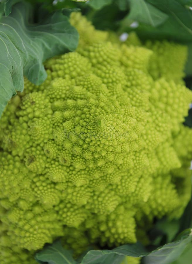 Groene Bloemkool Romanesco stock afbeelding. Image of broccoli - 12821837