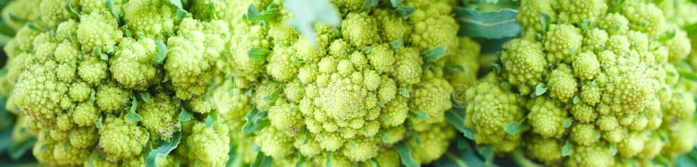 Groene Bloemkool Van Romanesco Stock Foto - Image of spiraal, fractal ...