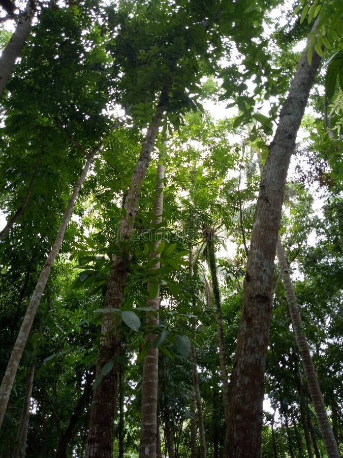 Groene Bomen stock afbeelding. Image of lang, bomen - 104776891
