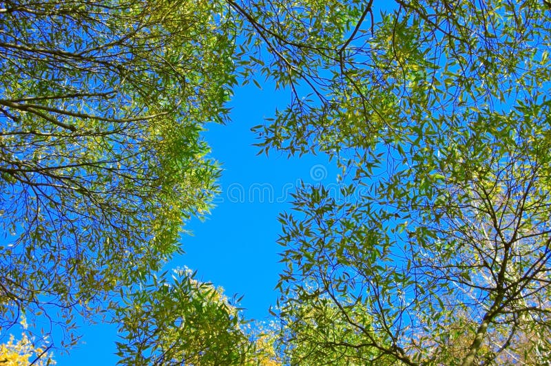Groene bomen stock foto. Image of seizoen, direct, ontruim - 15854044