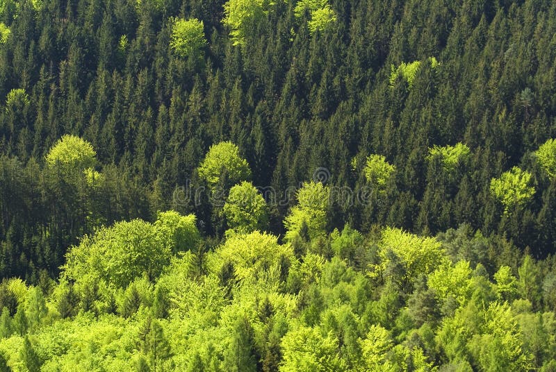 Groene Bomen Bosachtergrond Stock Afbeelding - Image of vers, naald ...