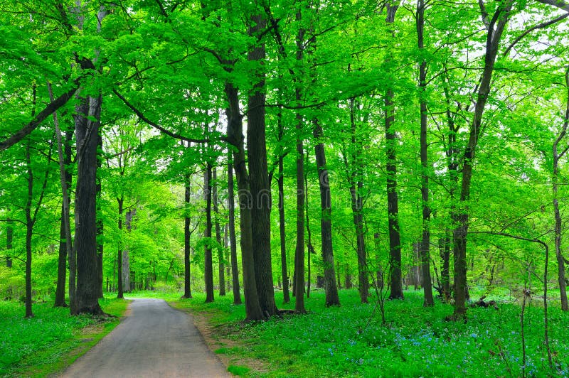 Groene bomen in een park stock afbeelding. Image of ligging - 14016823