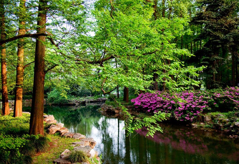 Groene bomen en vijver stock foto. Image of chinees, park - 5782776