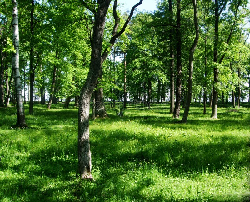 Groene Park Witn Bomen En Banken Stock Foto - Image of hout, tafereel ...