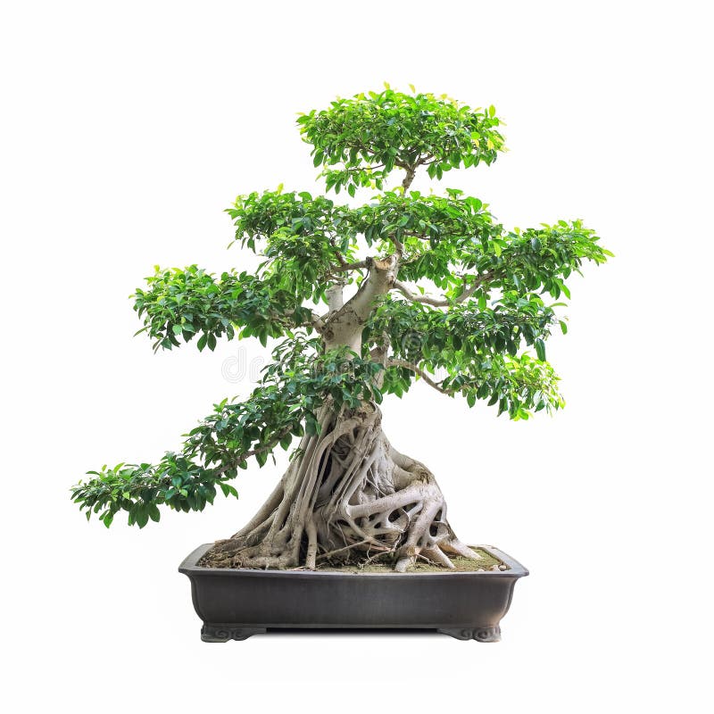 Groene bonsai banyan boom stock afbeelding. Image of sier - 37798003