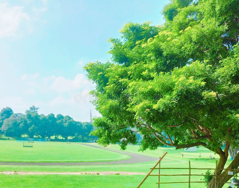Groene boom stock foto. Image of mooi, milieu, boom - 105090046
