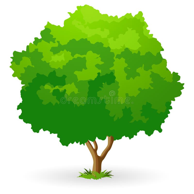 Groene Boom vector illustratie. Illustration of boom - 12907809