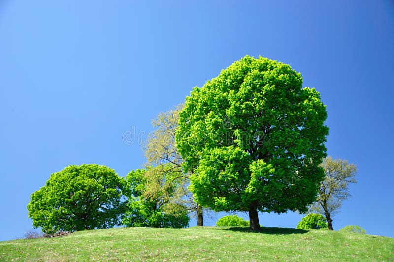 Groene boom stock foto. Image of vreedzaam, blad, eiken - 14305058