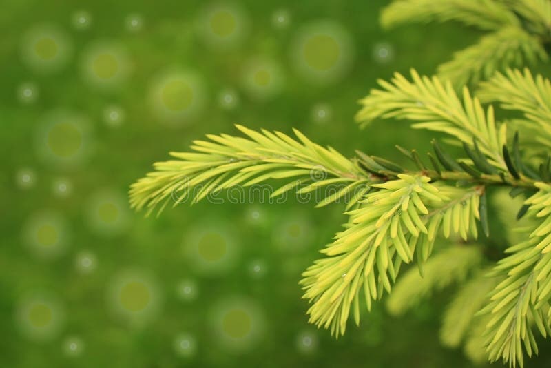 Groene boom stock afbeelding. Image of vakantie, spar - 14417997