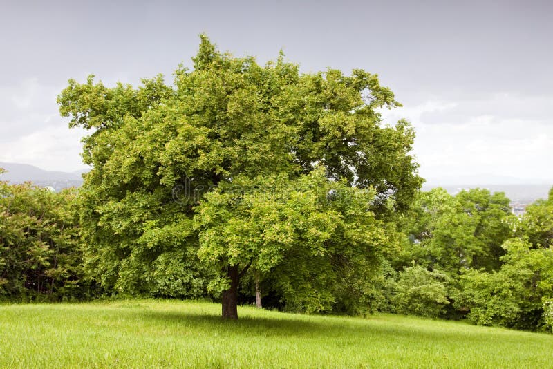 Groene Boom Picture. Image: 14424606