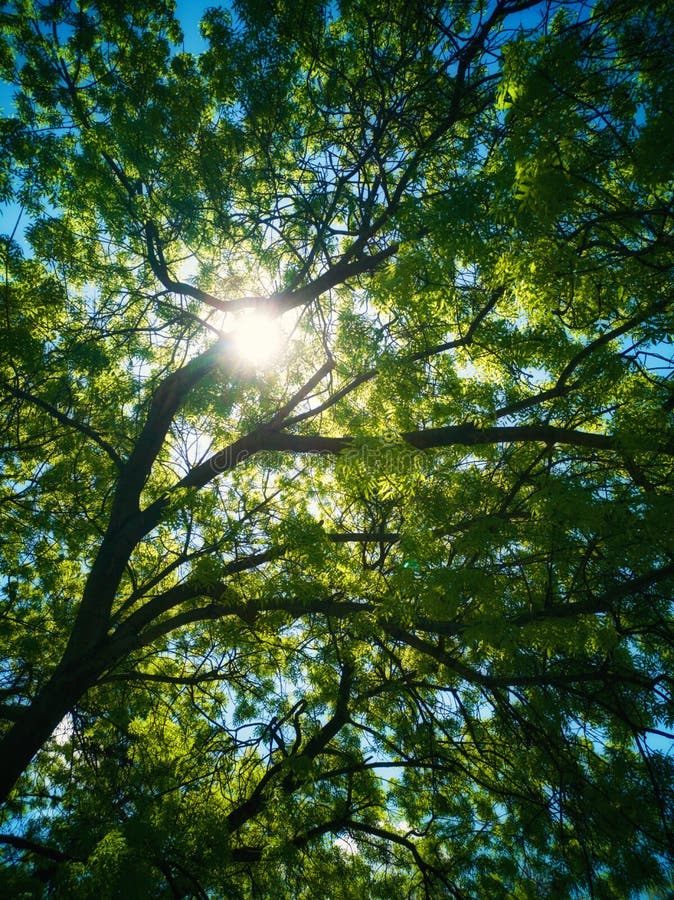 Grote Groene Boom Op Het Groene Gebied, Dramatische Wolken ...
