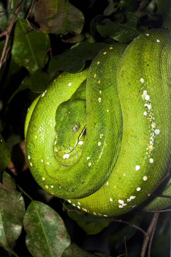 Groene Boom Python Morelia Viridis Volwassene Stock Afbeelding - Image ...
