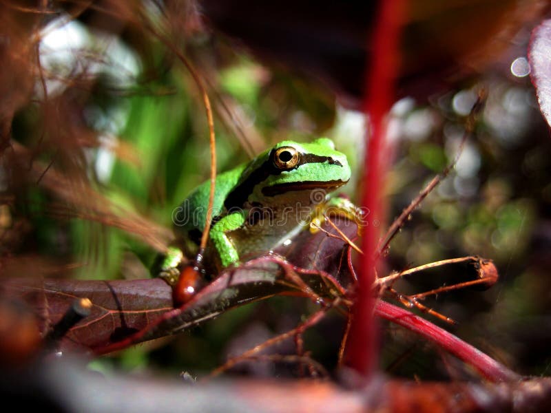 Groene boomkikker stock afbeelding. Image of groen, zitting - 3043085
