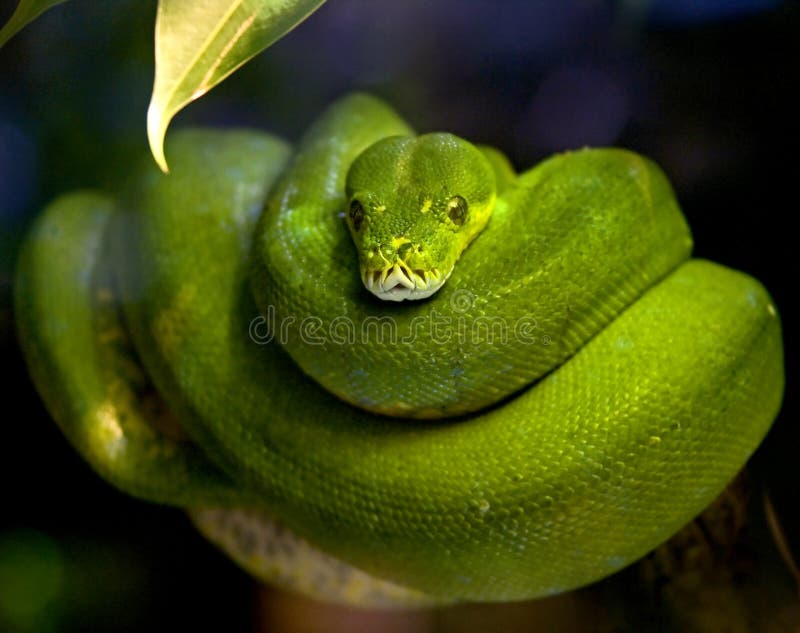 Groene boompython 1 stock foto. Image of python, nave - 6046500