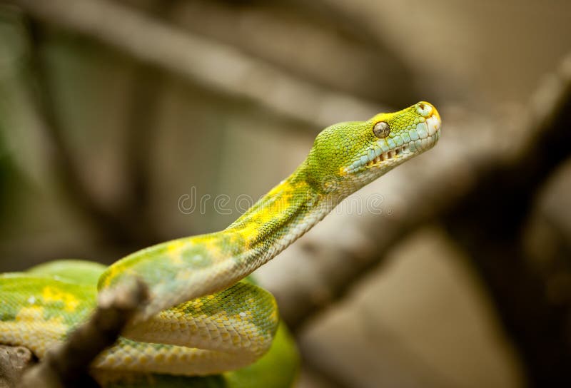 De Smaragdgroene Slang Van De Boomboa Stock Foto - Image of reptiel ...