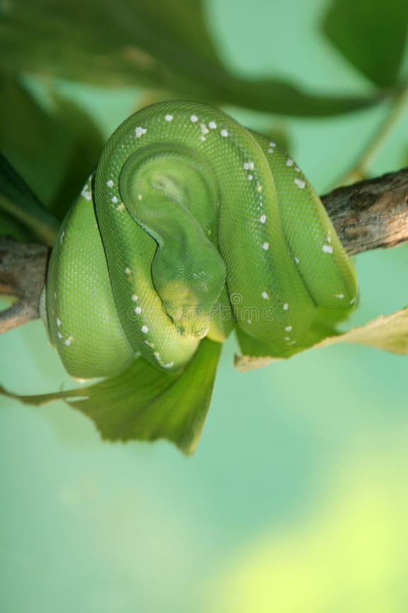 Groene boompython stock foto. Image of beet, doods, nadruk - 2230668