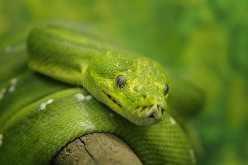 Groene boompython stock afbeelding. Image of groen, boom - 23427813