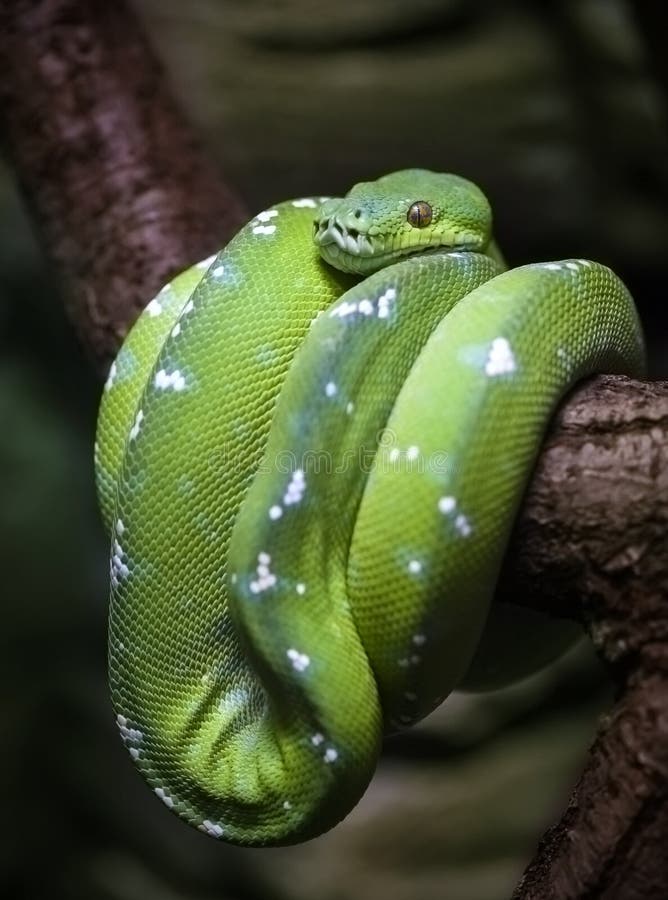 Groene boompython stock afbeelding. Image of smaragd - 26136489
