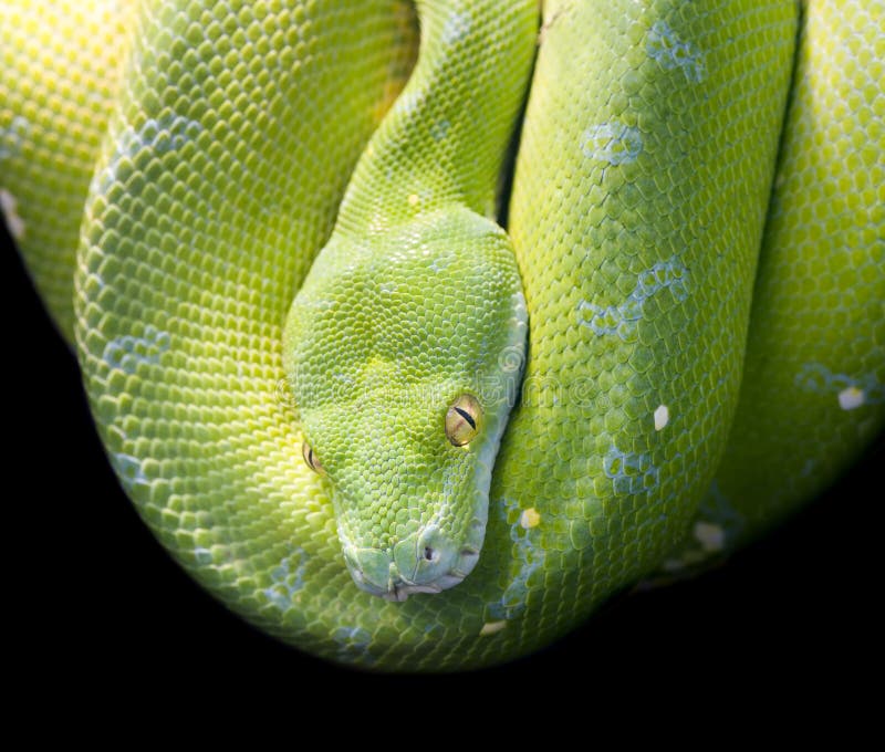 Groene Boompython stock afbeelding. Image of herpetologie - 34528187