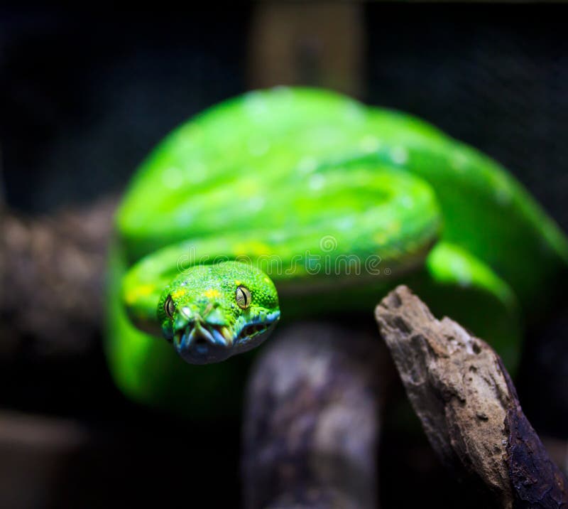 Groene Boompython stock foto. Image of vrees, gevaar - 34727304