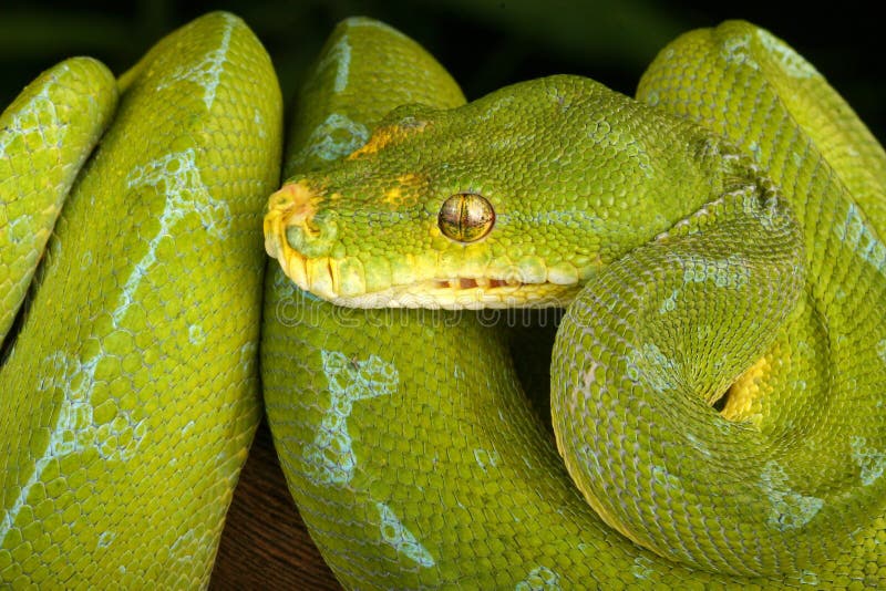 Groene Boompython Die (gele Fase) Van Een Tak Hangen Stock Foto - Image ...