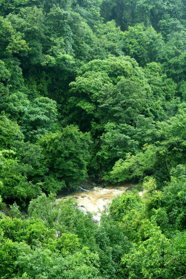 Groene bos en rivier stock foto. Image of uitzicht, uitgelijnd - 3033186
