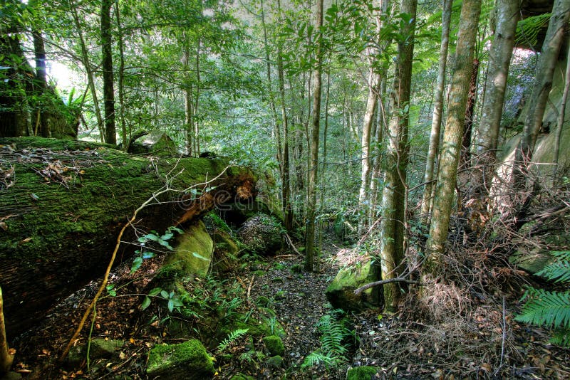 Groene Bos en Rivier stock foto. Image of milieu, straal - 5072786