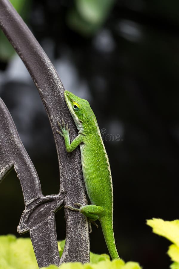 Groene Carolinensis Van Anolis Van De Anolehagedis Stock Foto - Image ...