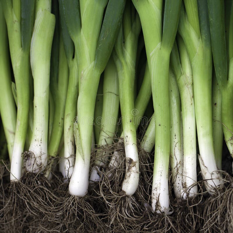 Groene Chinese Struik Met Bloesem Weinig Gele Bloeiwijze Stock ...