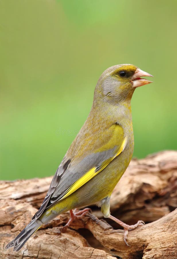 Groene vink stock foto. Image of vink, gevederte, katje - 30768356