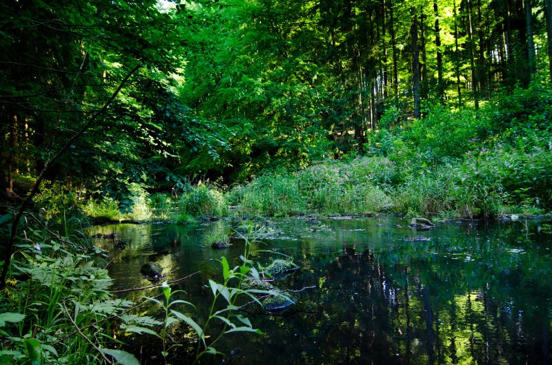 Groene De Zomer Bos En Kalme Rivier Stock Foto - Image of republiek ...