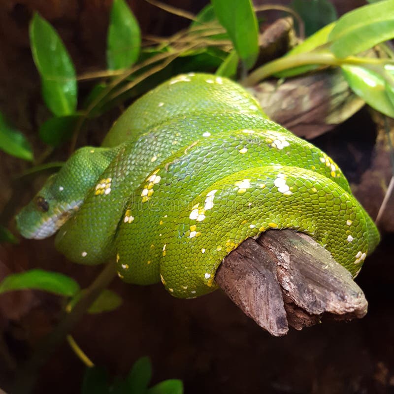Groene Dichte Omhooggaand Van De Boompython Stock Afbeelding - Image of ...