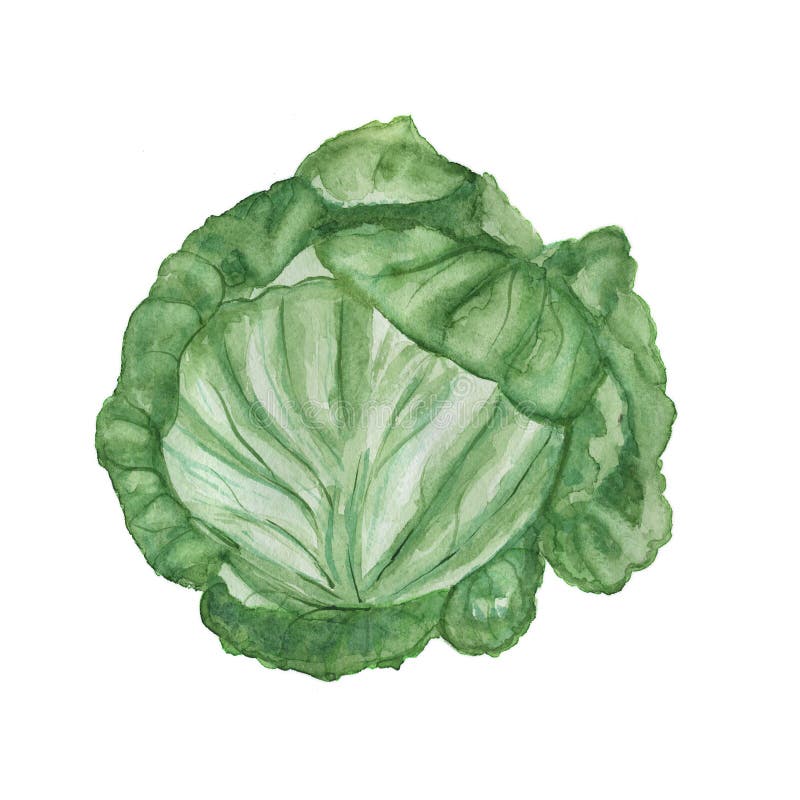 Groene Die Kool Op Wit Wordt Geïsoleerd Stock Illustratie ...