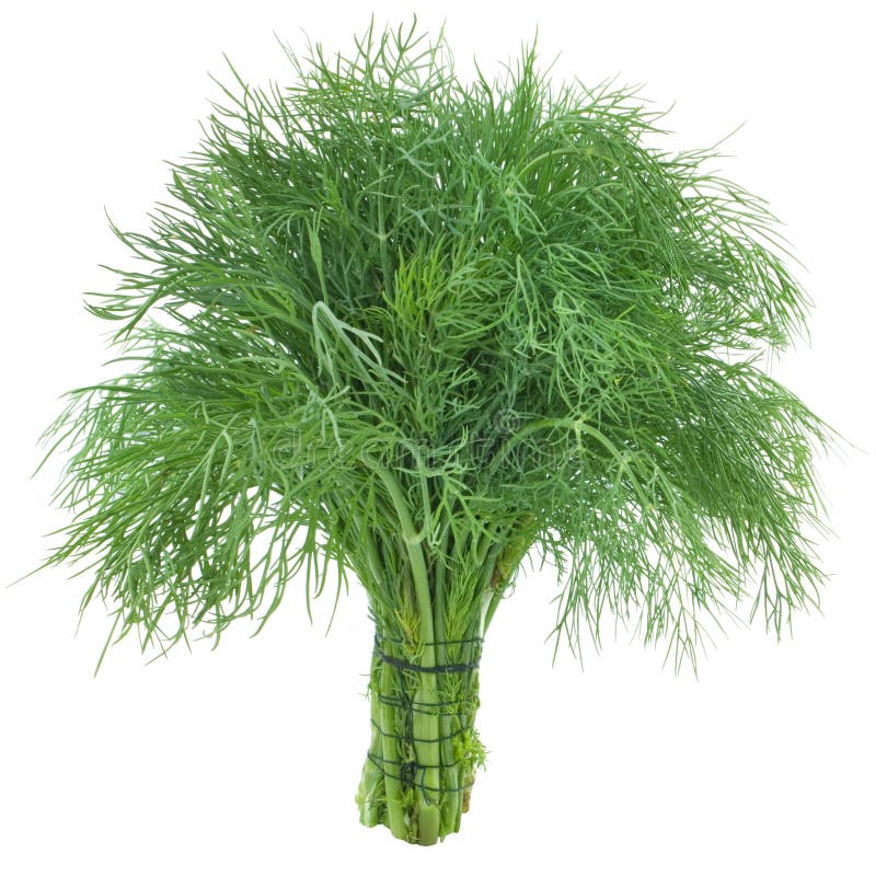 Groene dille stock foto. Image of eten, voedsel, macro - 23507692