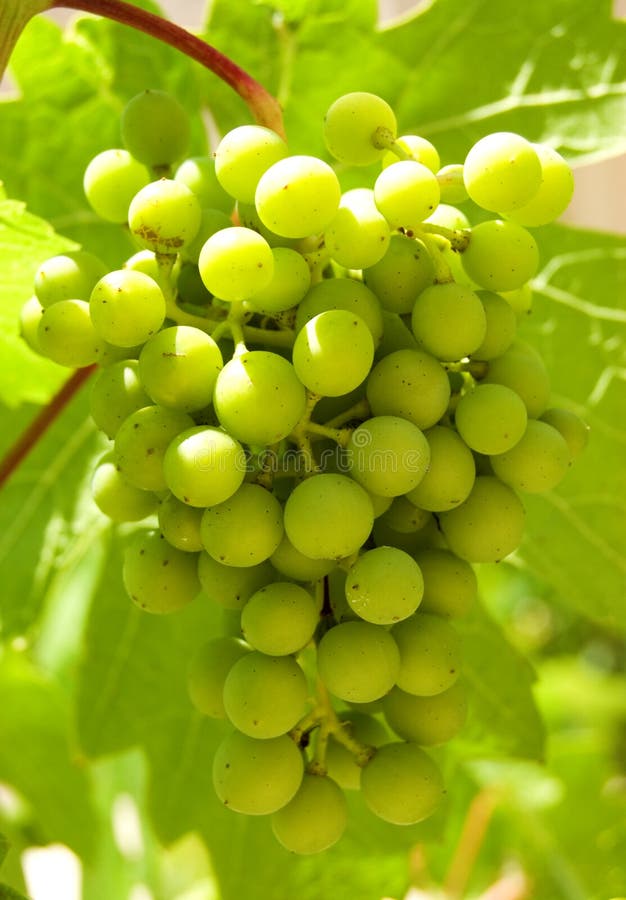 Groene druif stock afbeelding. Image of installatie, voedsel - 225133