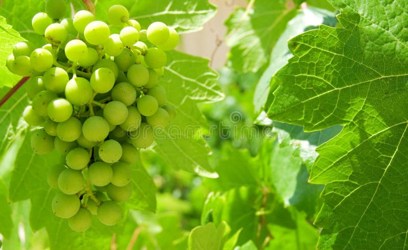 Groene druif stock afbeelding. Image of geneeskunde, blad - 10364675