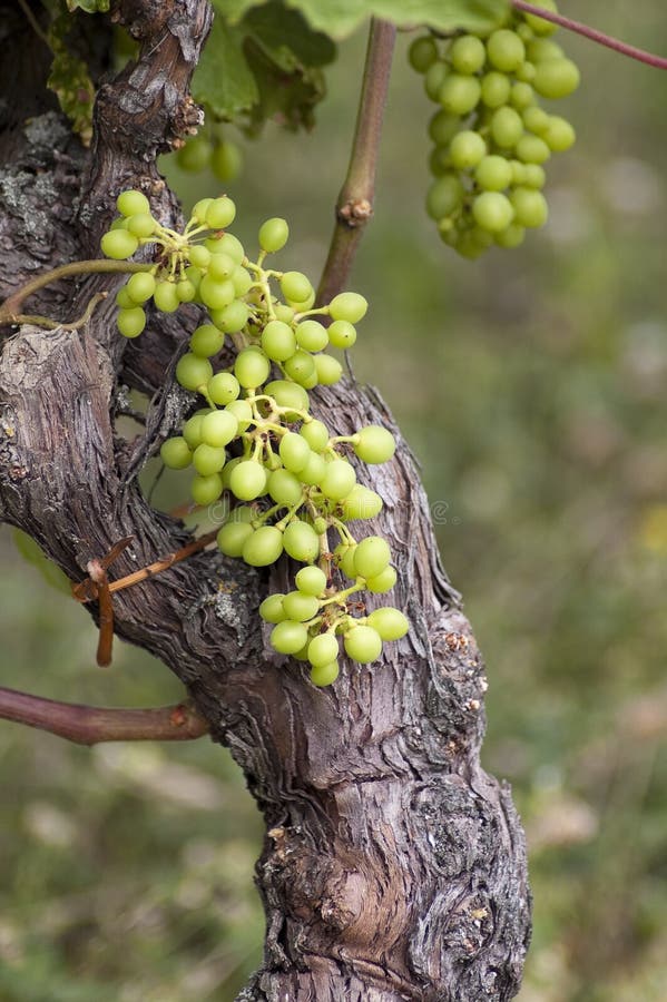 Groene druif stock afbeelding. Image of blad, kleur, smakelijk - 23923119