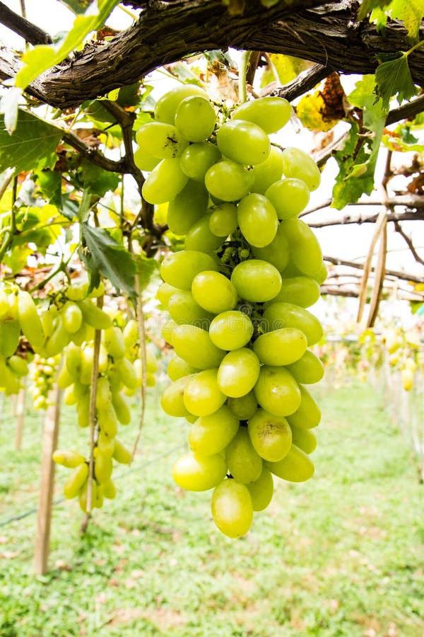 Groene druif op wijnstok stock afbeelding. Image of rood - 27317937