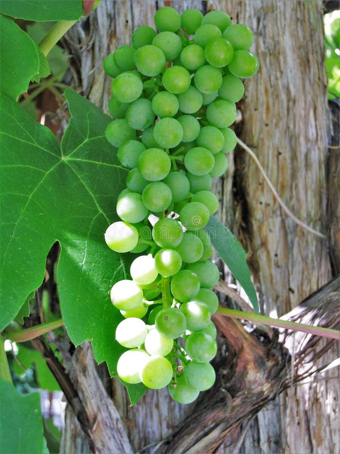 Groene Druiven stock afbeelding. Image of wijnstok, vrucht - 103074573