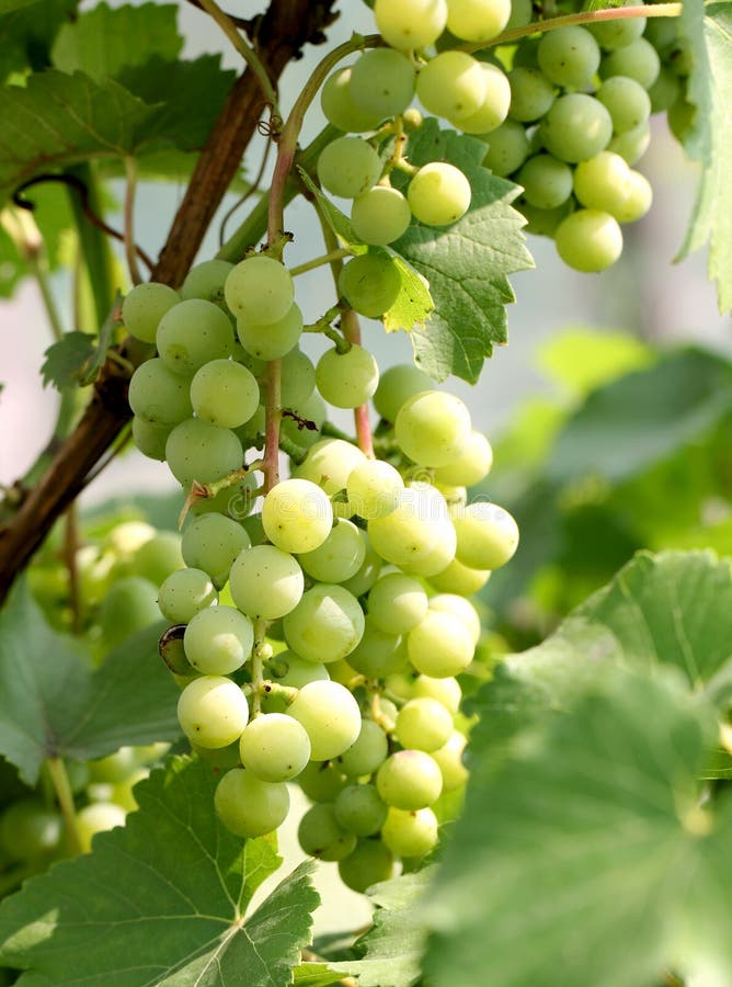 Groene druif stock foto. Image of hemel, blauw, wijnstok - 6293838