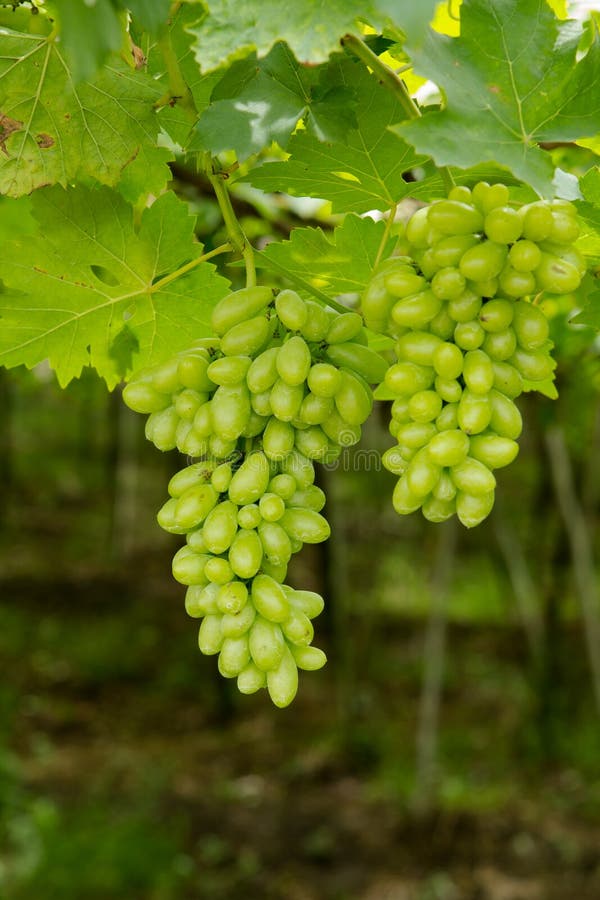 Groene druif stock afbeelding. Image of installatie, voedsel - 225133