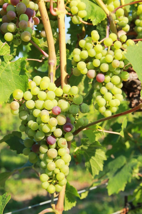 Groene druif stock afbeelding. Image of wijn, seizoen - 37678571