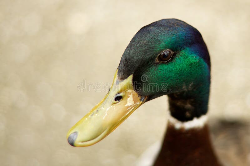 Groene eend stock foto. Image of sluit, kinderen, weinig - 26361502