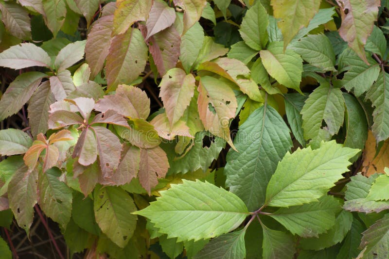 Groene En Roodachtige Bladeren Van Wilde Wingerd Stock Afbeelding ...
