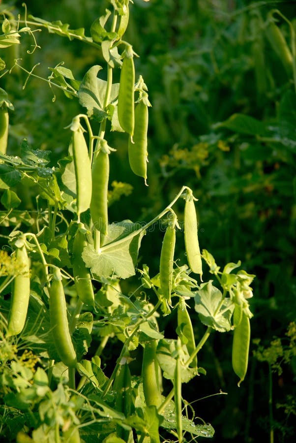 Droge Groene Erwten Op Een Witte Achtergrond Het Tuinieren En Landbouw ...