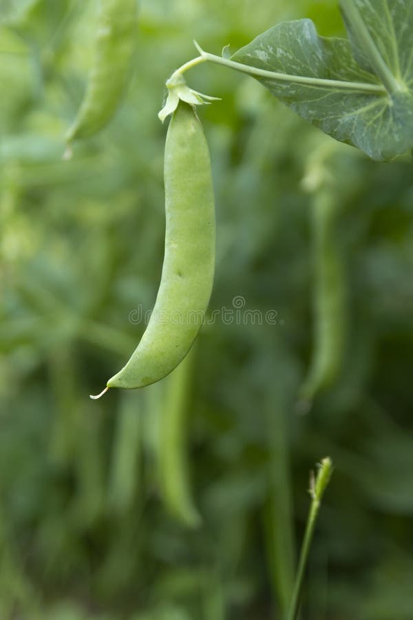 Groene Erwten in De Tuinbouw Stock Afbeelding - Image of gewas, erwt ...